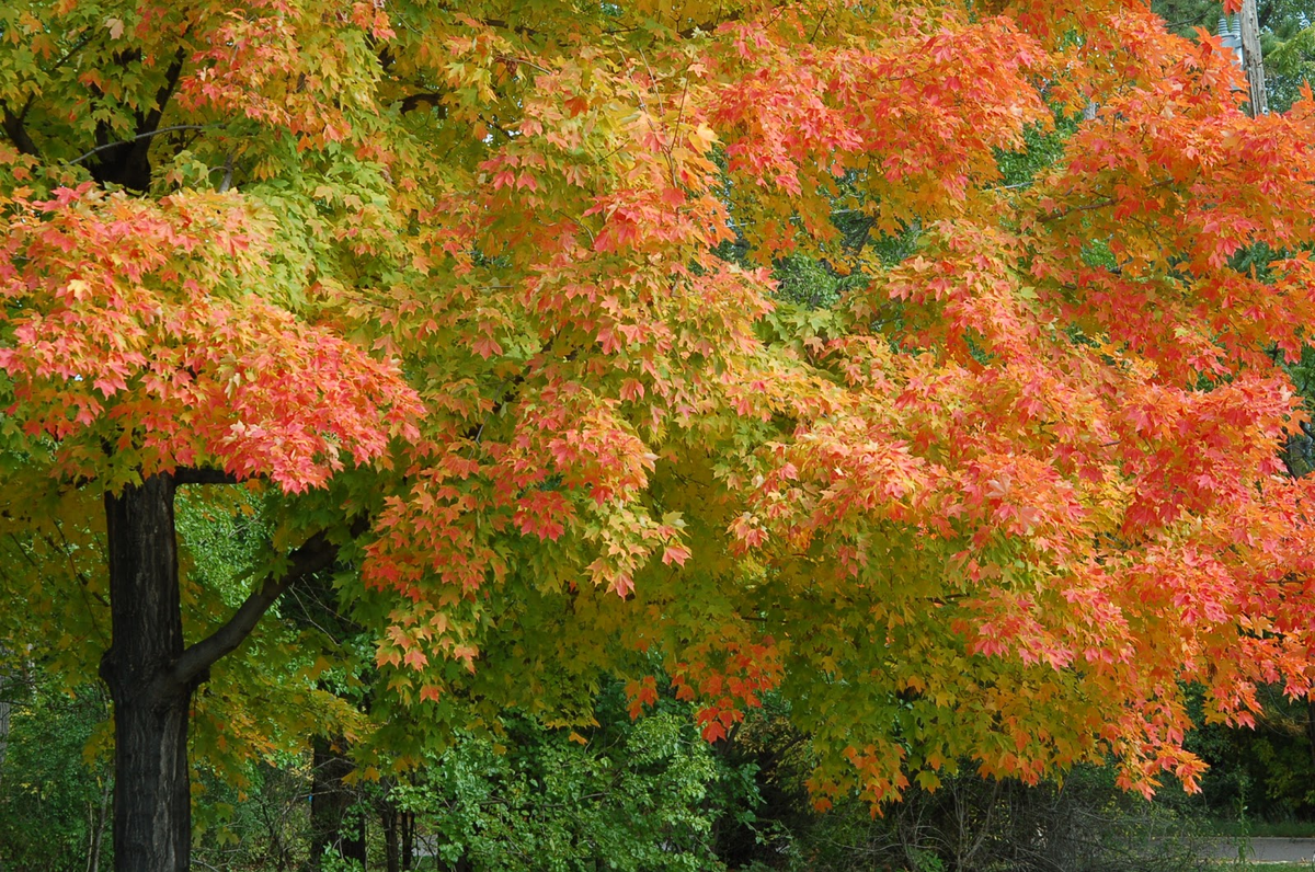 Deciduous – Blue Water Conservation District