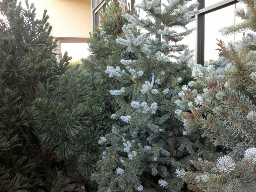 Conifers – Blue Water Conservation District